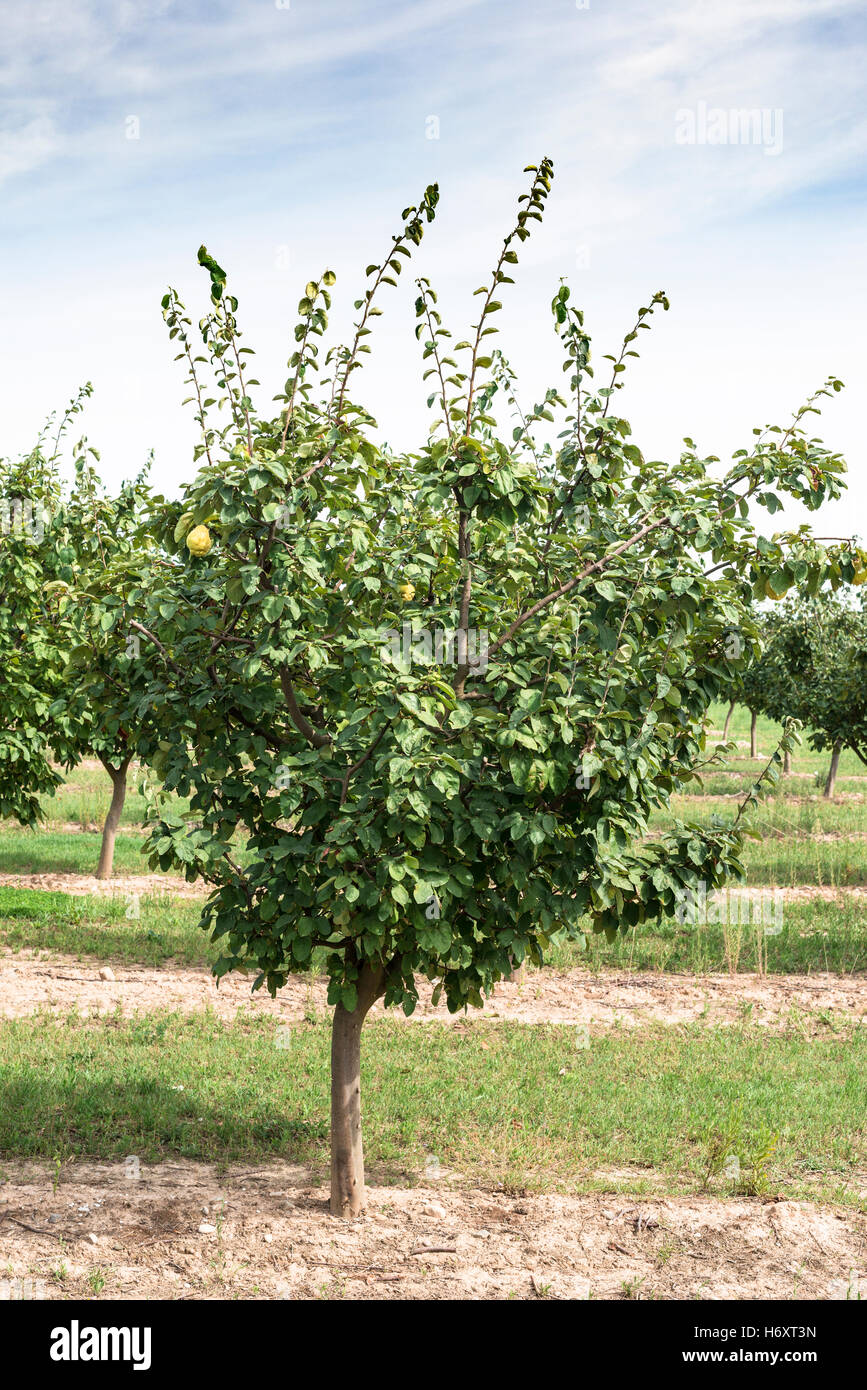 Quince tree -Fotos und -Bildmaterial in hoher Auflösung – Alamy