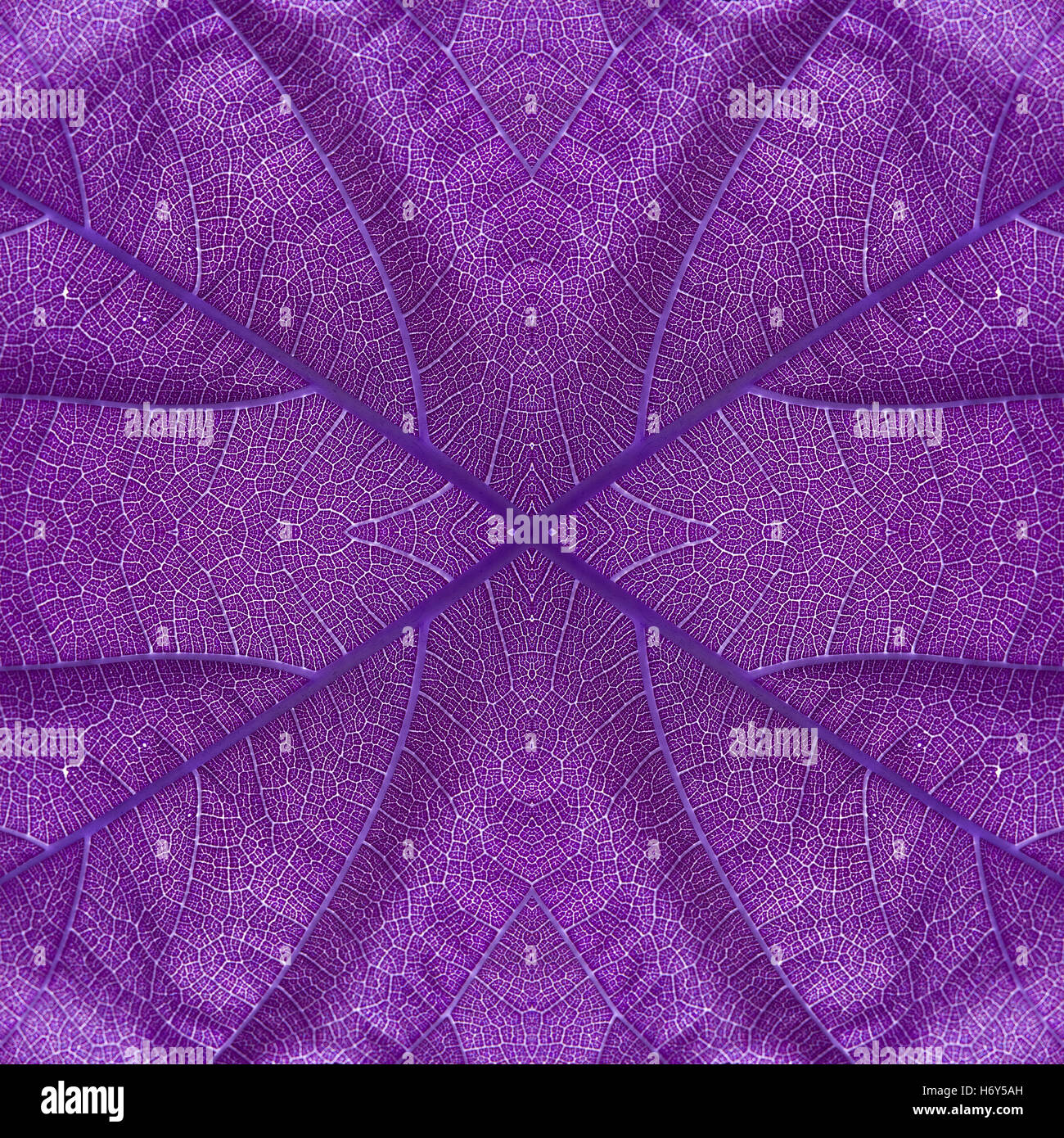Seamless purple texture -Fotos und -Bildmaterial in hoher Auflösung – Alamy