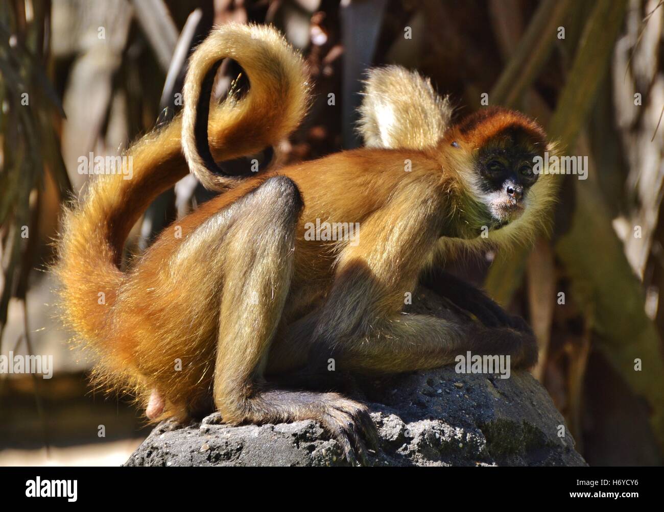 Ateles marginatus -Fotos und -Bildmaterial in hoher Auflösung – Alamy