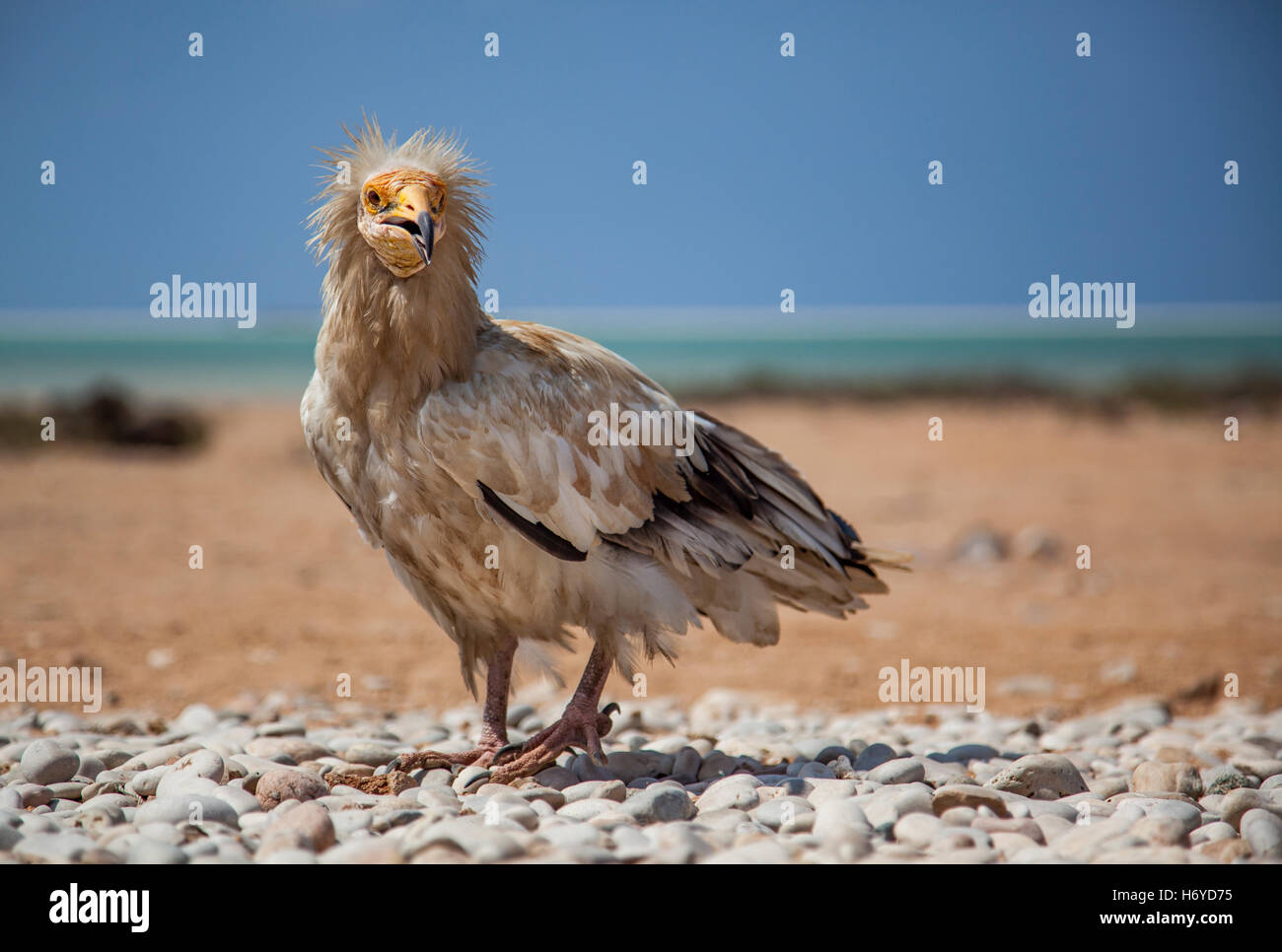 Schmutzgeier, Neophron Percnopterus bedroht im wilden aber reichlich ...