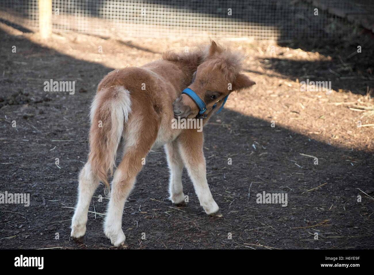 Brown white miniature shetland pony -Fotos und -Bildmaterial in hoher ...