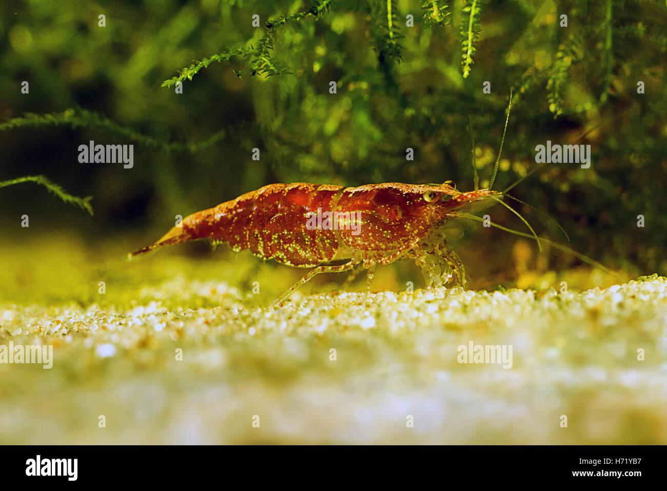 Garnele neocaridina rote kirsche -Fotos und -Bildmaterial in hoher ...