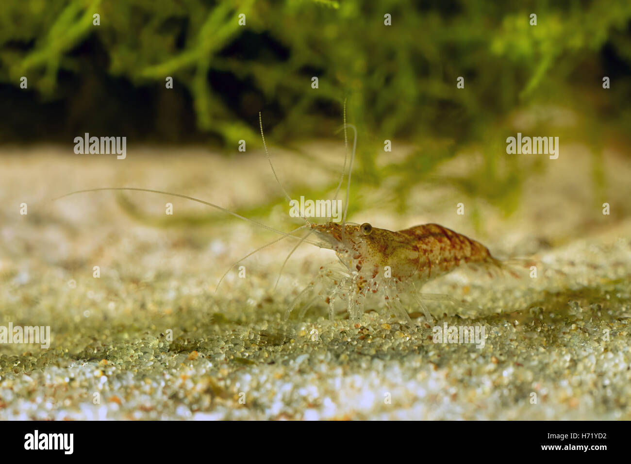 Garnele neocaridina rote kirsche -Fotos und -Bildmaterial in hoher ...