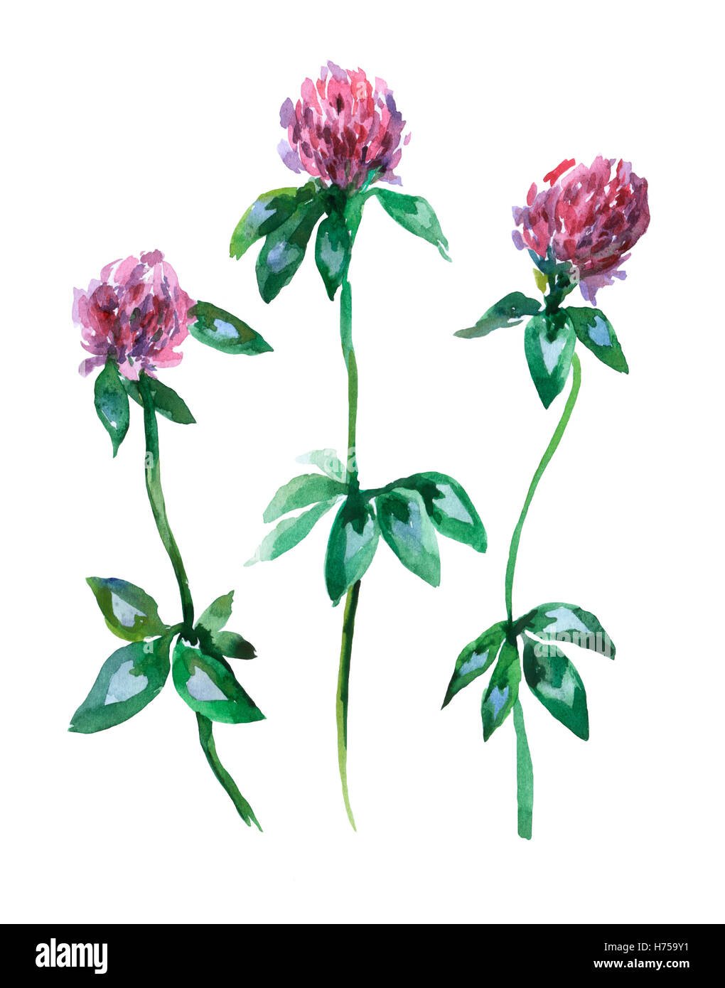Wiese rosa Klee Kleeblatt. Satz von Aquarell Blumen auf weißem ...