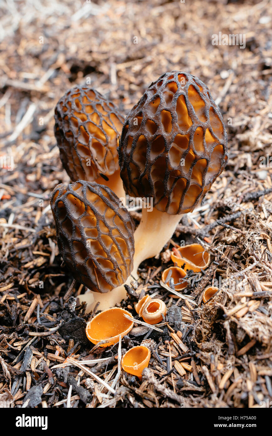 Morel Morchella Conica Stockfotos & Morel Morchella Conica Bilder - Alamy