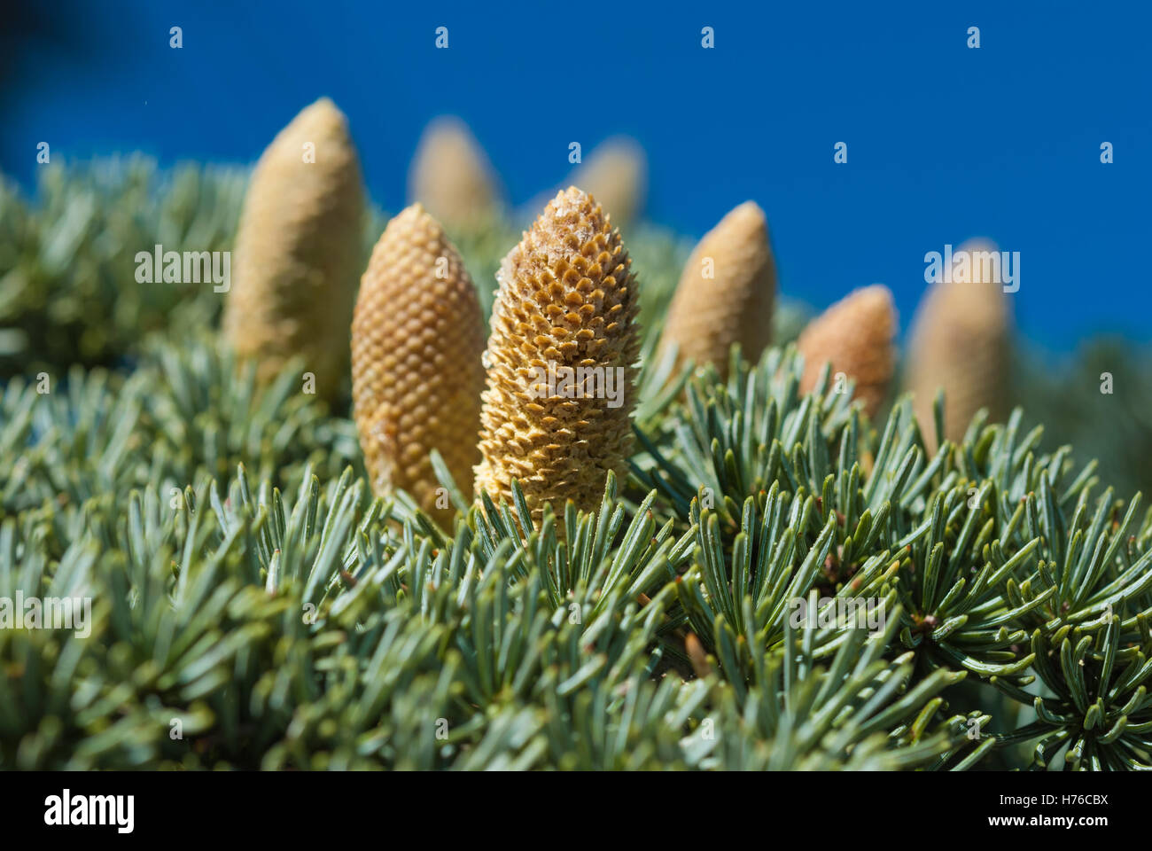 Pinus cedrus -Fotos und -Bildmaterial in hoher Auflösung – Alamy