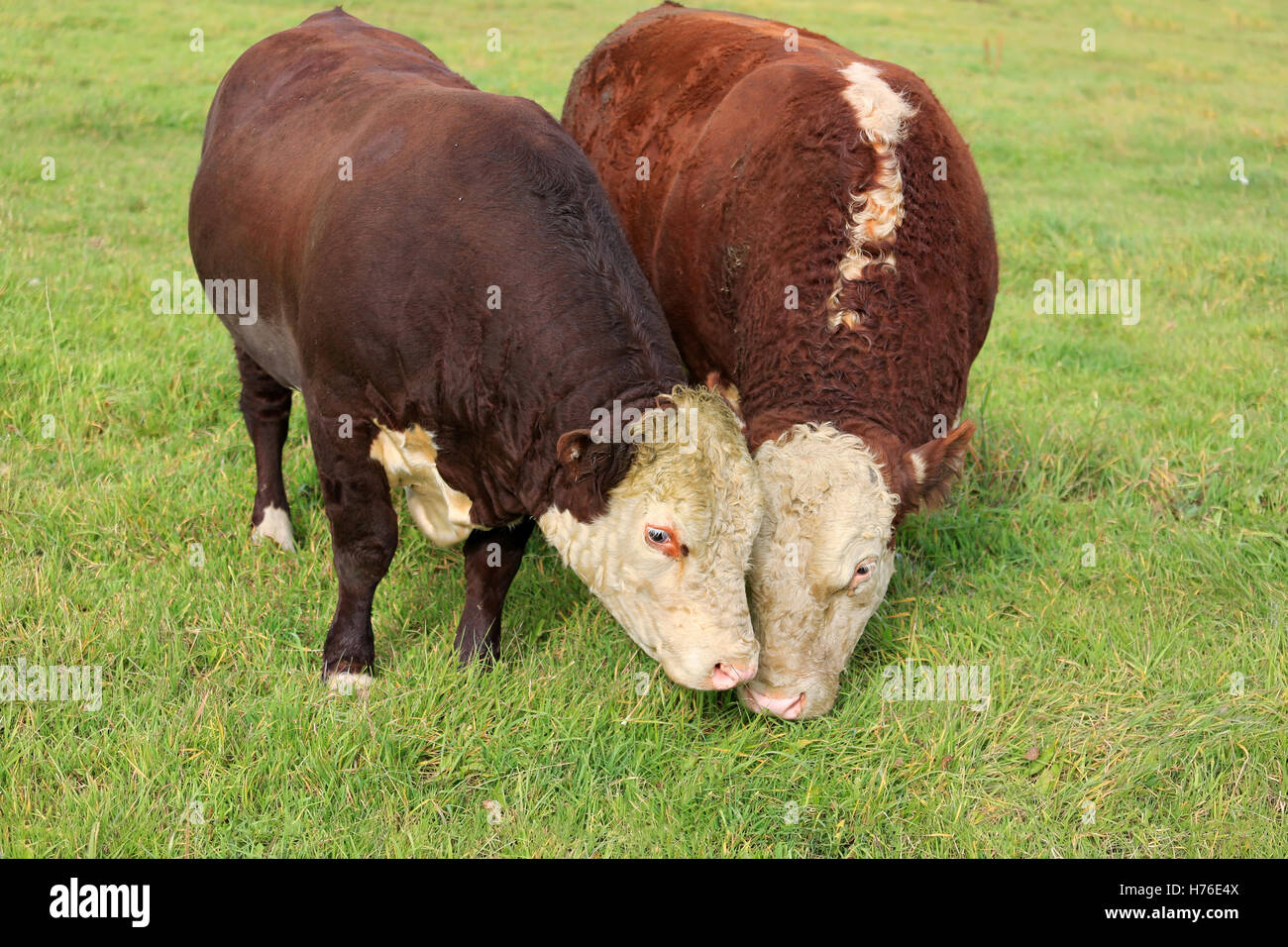 Tiere, die zusammen essen -Fotos und -Bildmaterial in hoher Auflösung ...