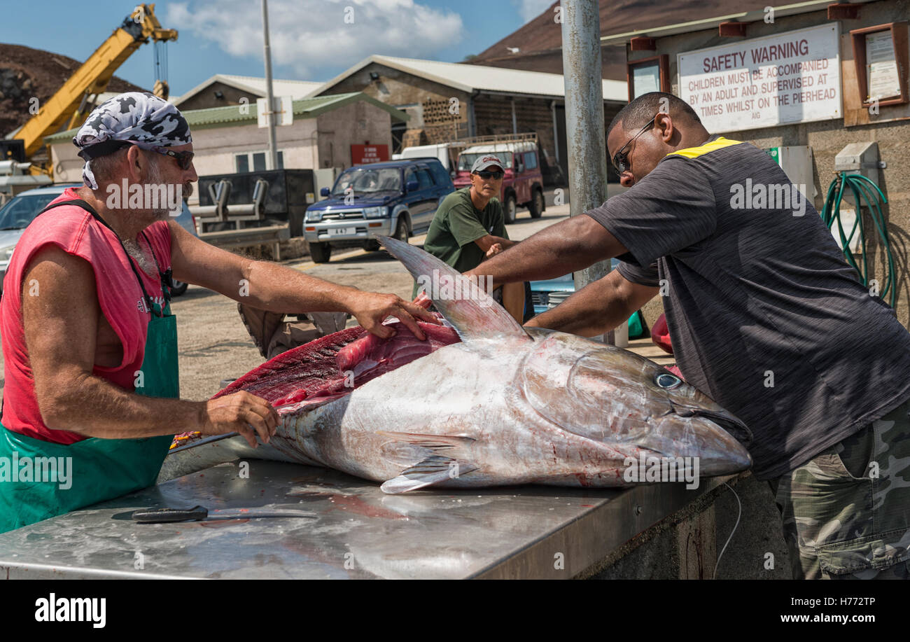 Linienfang thunfisch -Fotos und -Bildmaterial in hoher Auflösung – Alamy