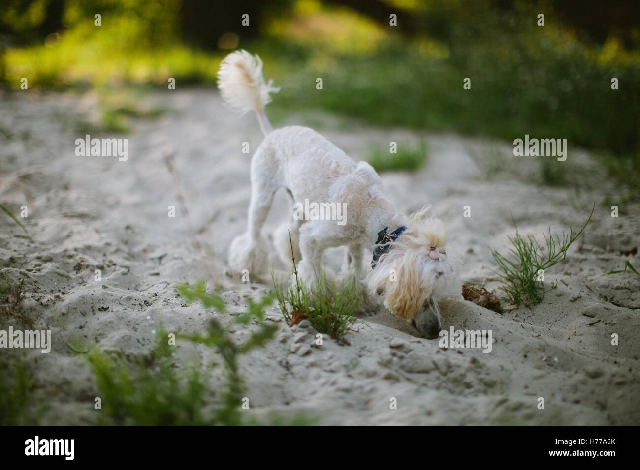 Beach poodle -Fotos und -Bildmaterial in hoher Auflösung – Alamy