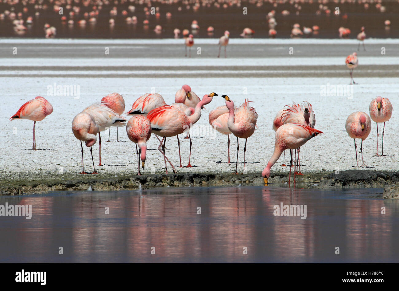 Vogel Weit Stockfotos und -bilder Kaufen - Alamy