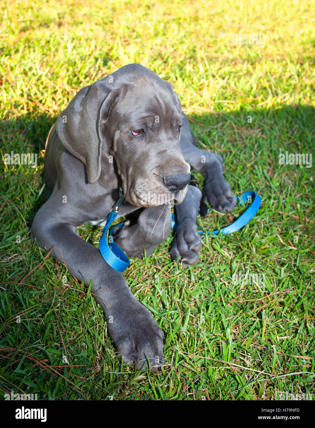 Dogge Welpen Im Stroh Stockfotos und -bilder Kaufen - Alamy