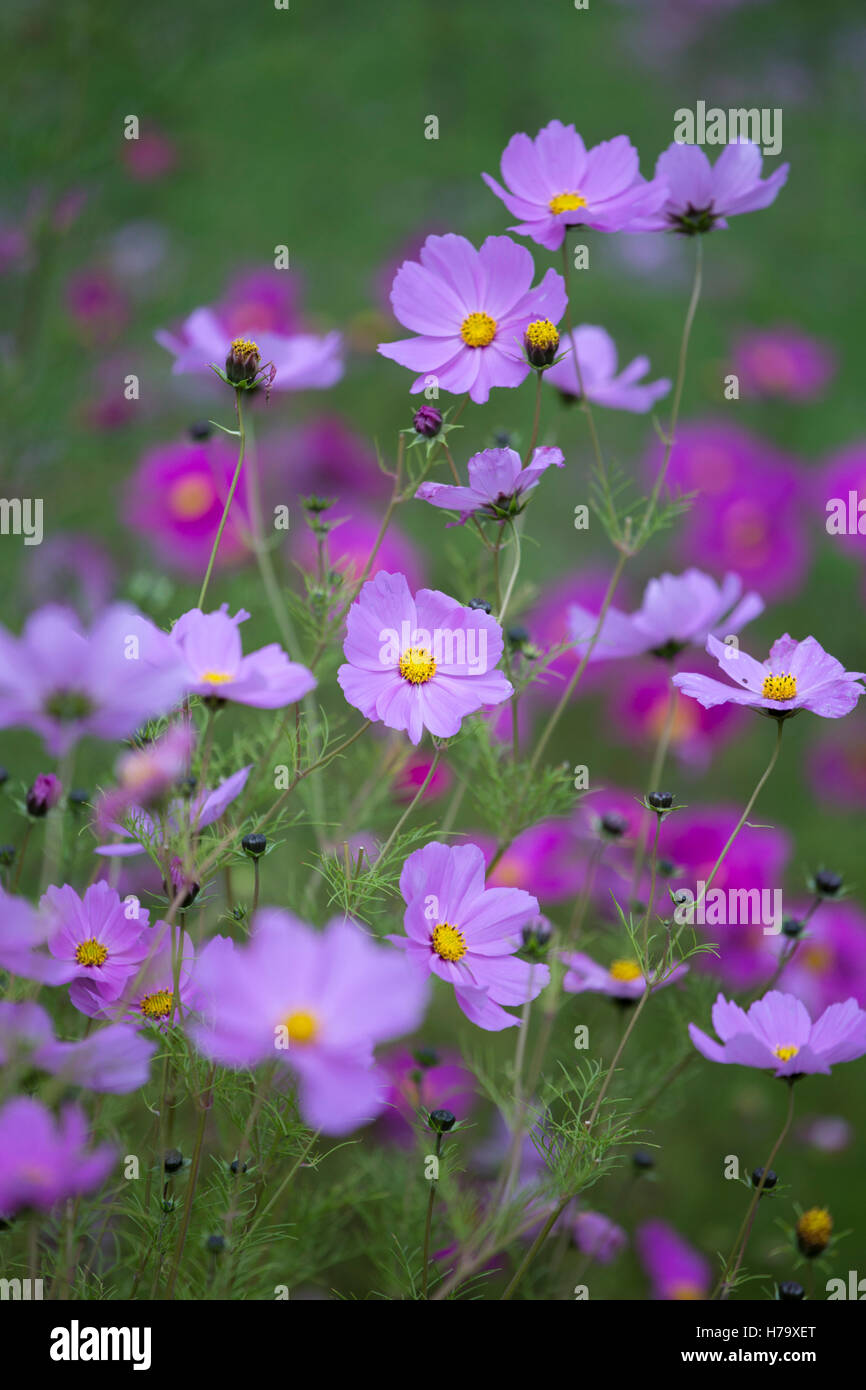 Pflanzen von -Fotos und -Bildmaterial in hoher Auflösung – Alamy