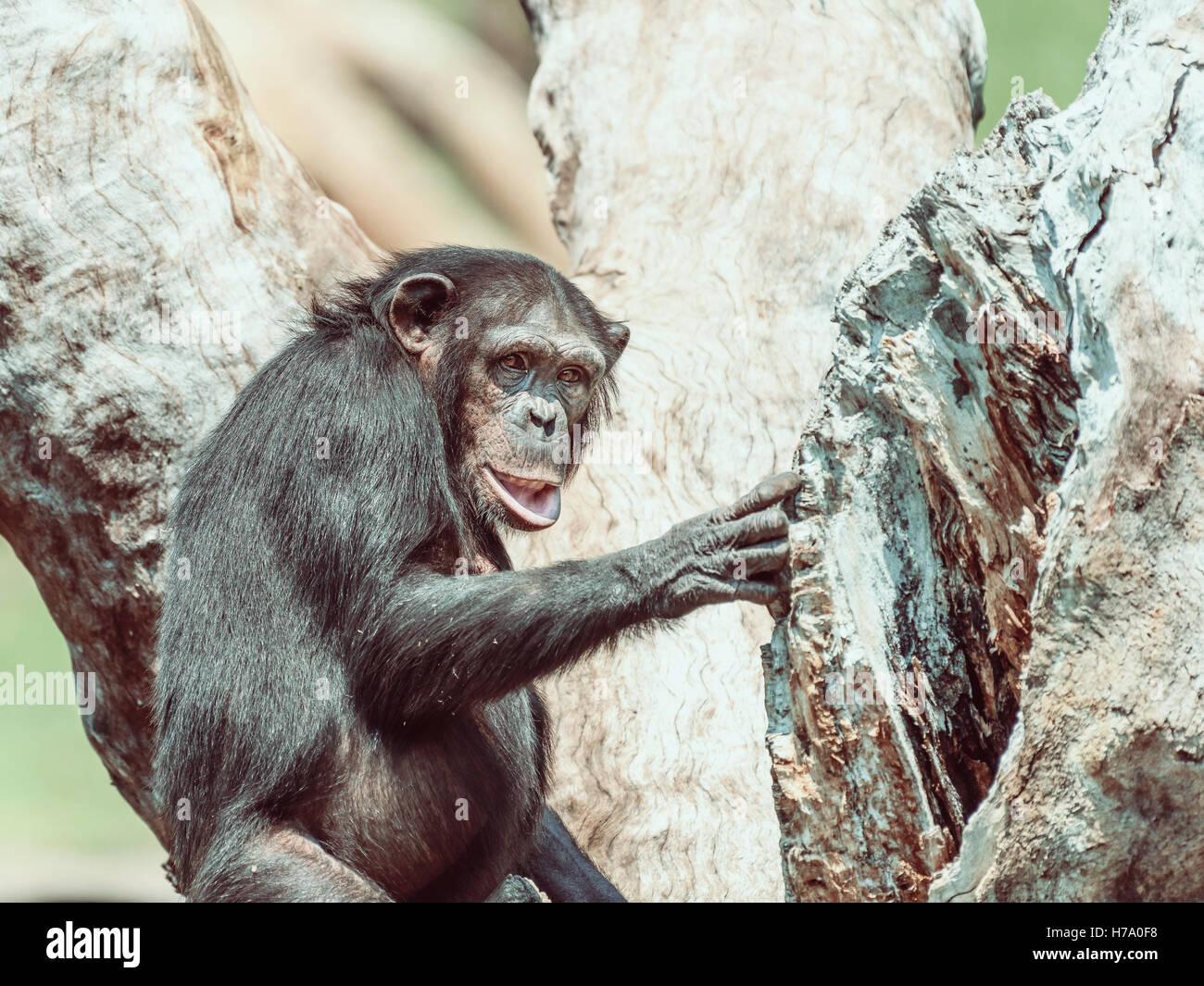 Chimp Smile Stockfotos und -bilder Kaufen - Alamy