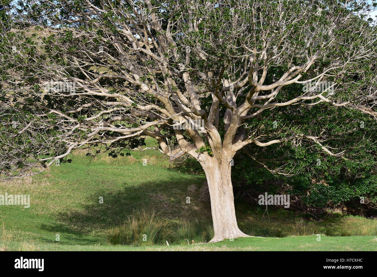 Krone eines stammes -Fotos und -Bildmaterial in hoher Auflösung – Alamy