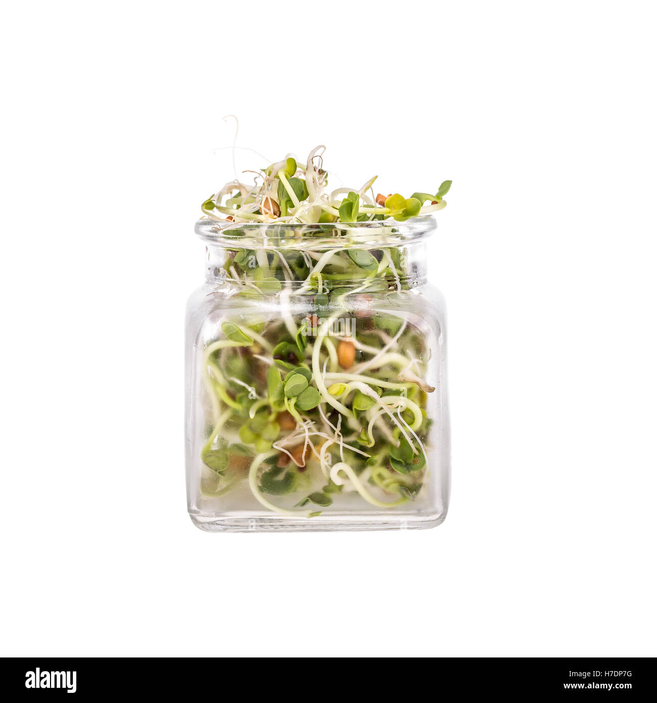 Sprossen von getreide -Fotos und -Bildmaterial in hoher Auflösung – Alamy