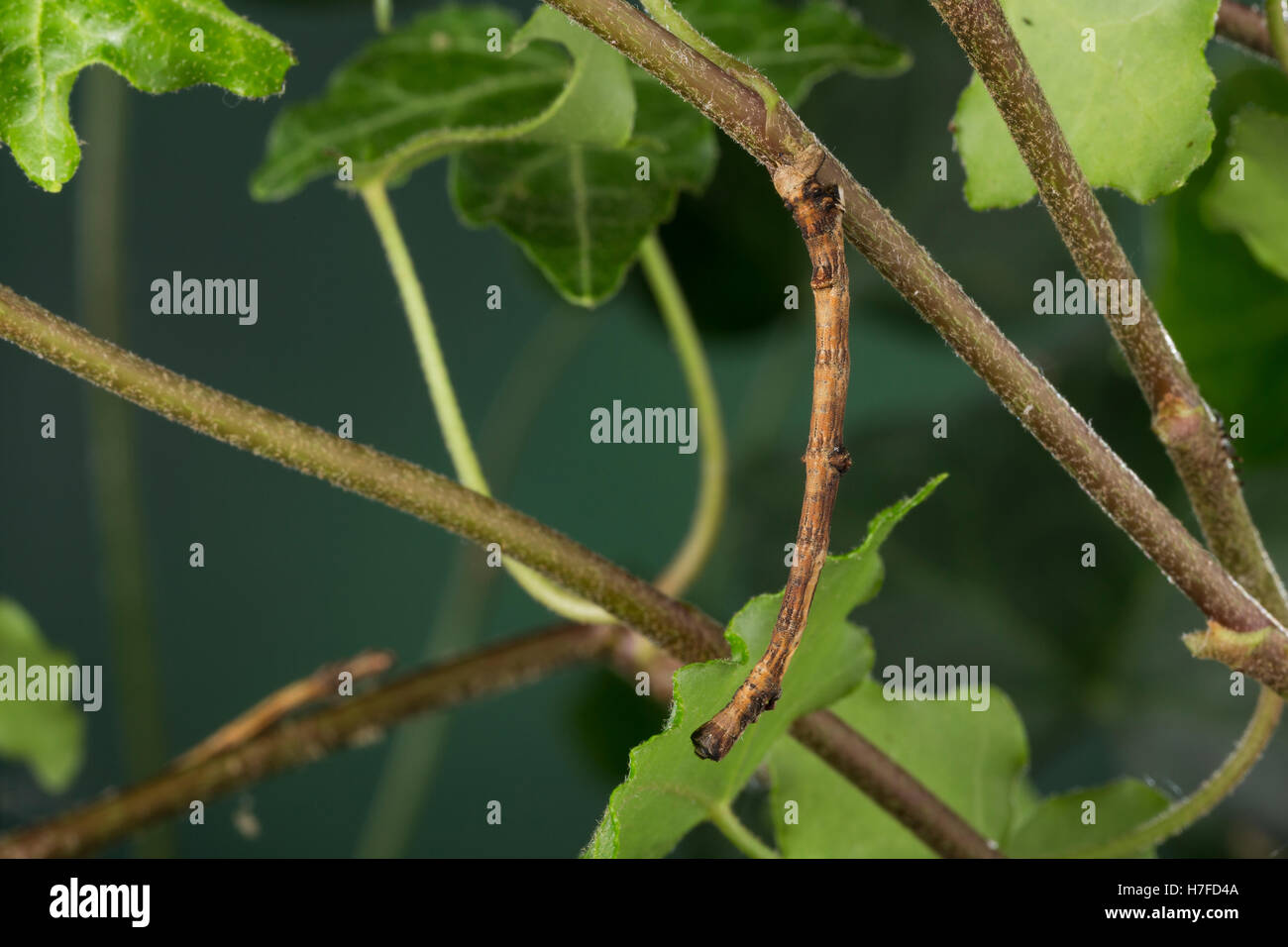 Ast mimese -Fotos und -Bildmaterial in hoher Auflösung – Alamy