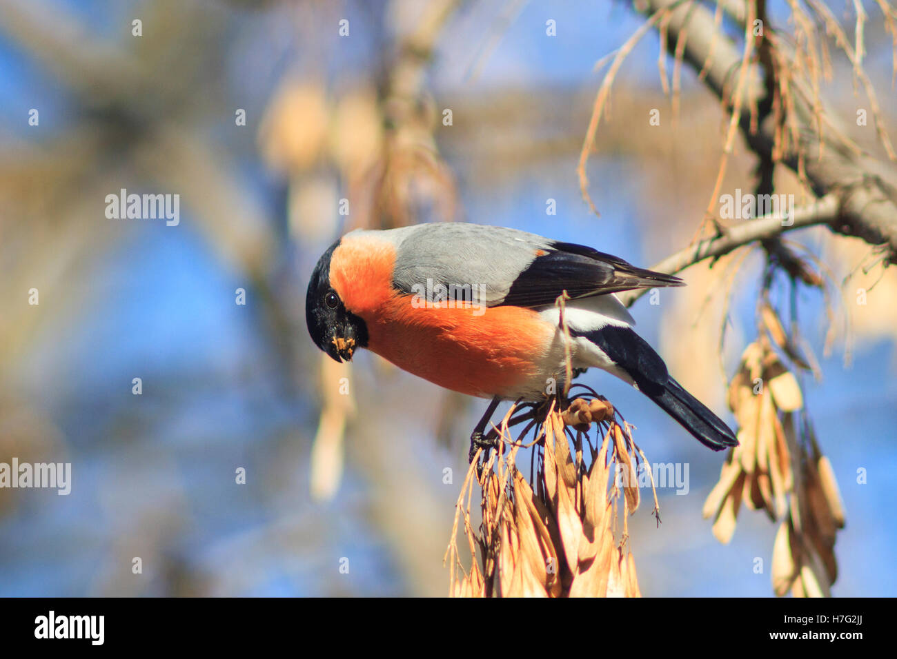 Nord Gimpel Stockfotos und -bilder Kaufen - Alamy