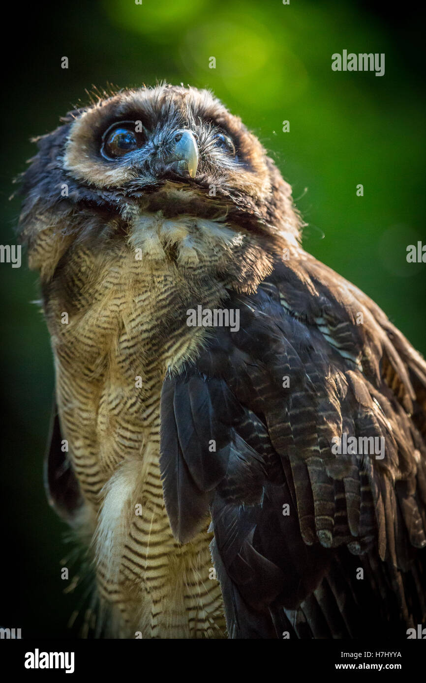 Asiatische eulen -Fotos und -Bildmaterial in hoher Auflösung – Alamy