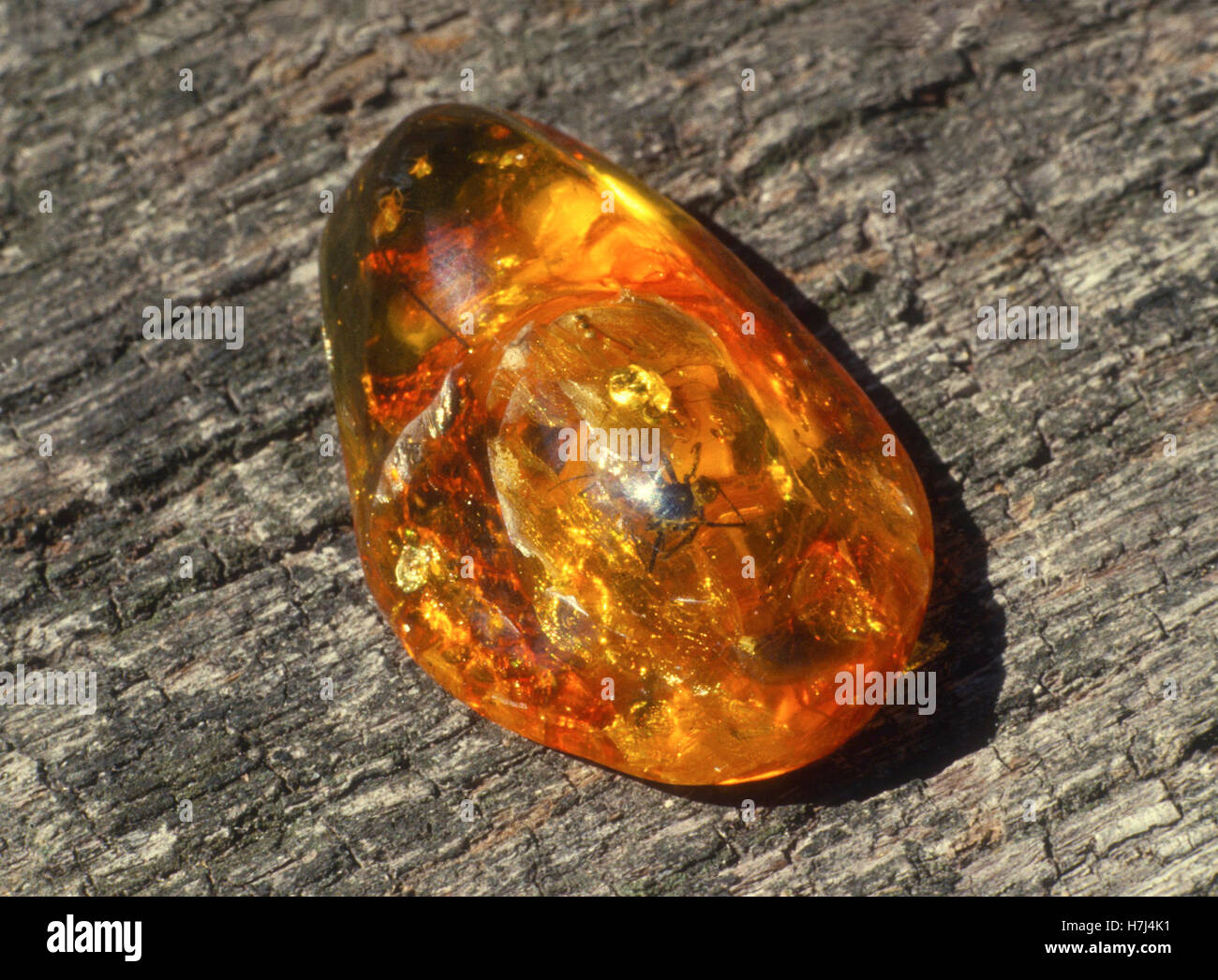 Bernstein mit fossilen Funde an der schwedischen Ostseeküste ...