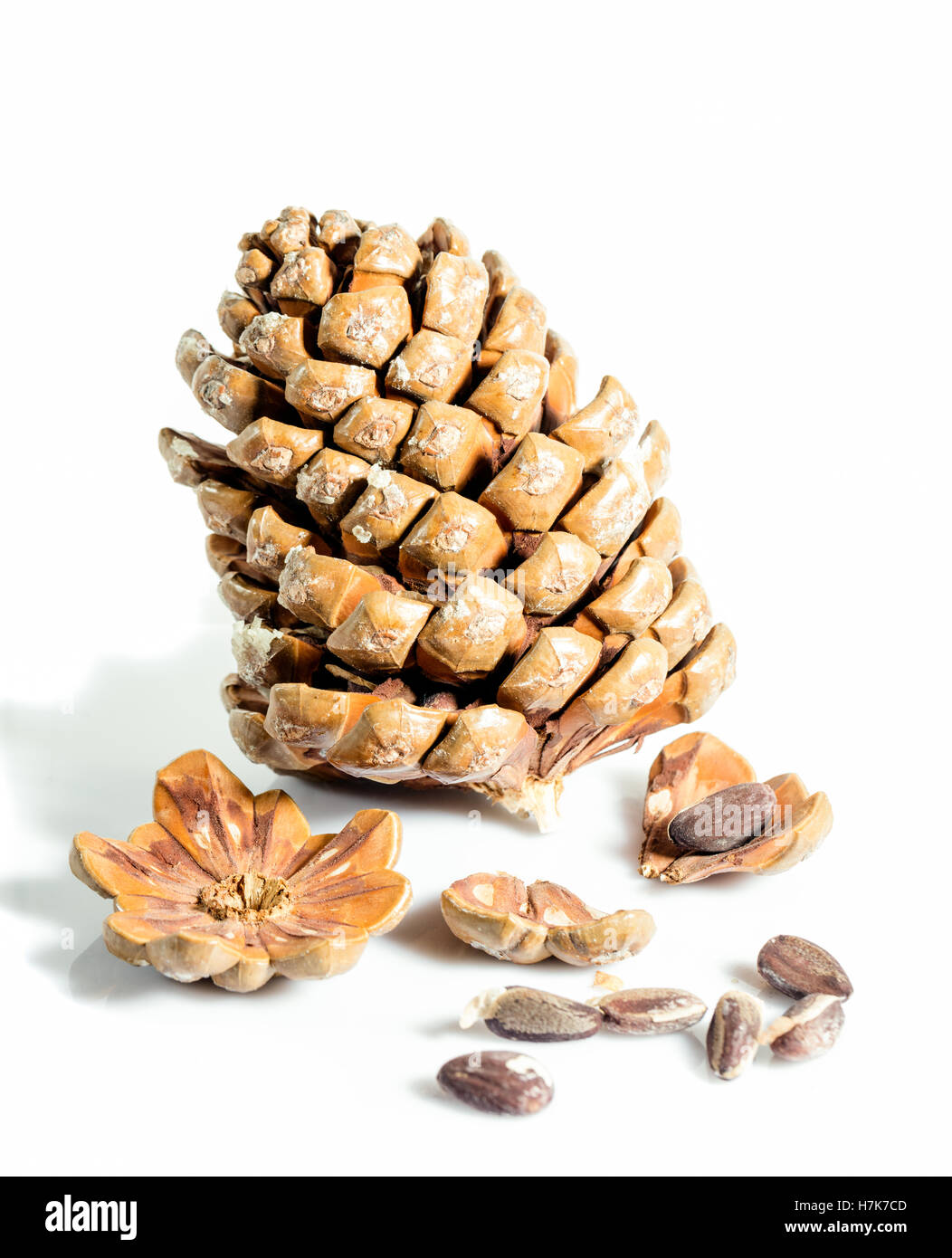 Pinus pinea baum -Fotos und -Bildmaterial in hoher Auflösung – Alamy