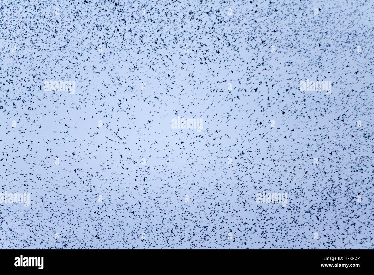 Vogel schwarm formation -Fotos und -Bildmaterial in hoher Auflösung – Alamy