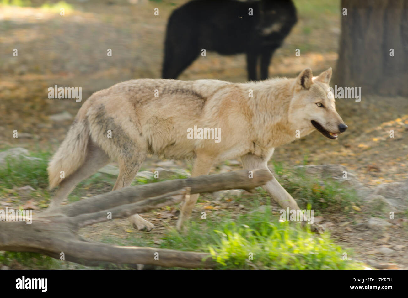 Gefangener grauer wolf -Fotos und -Bildmaterial in hoher Auflösung – Alamy
