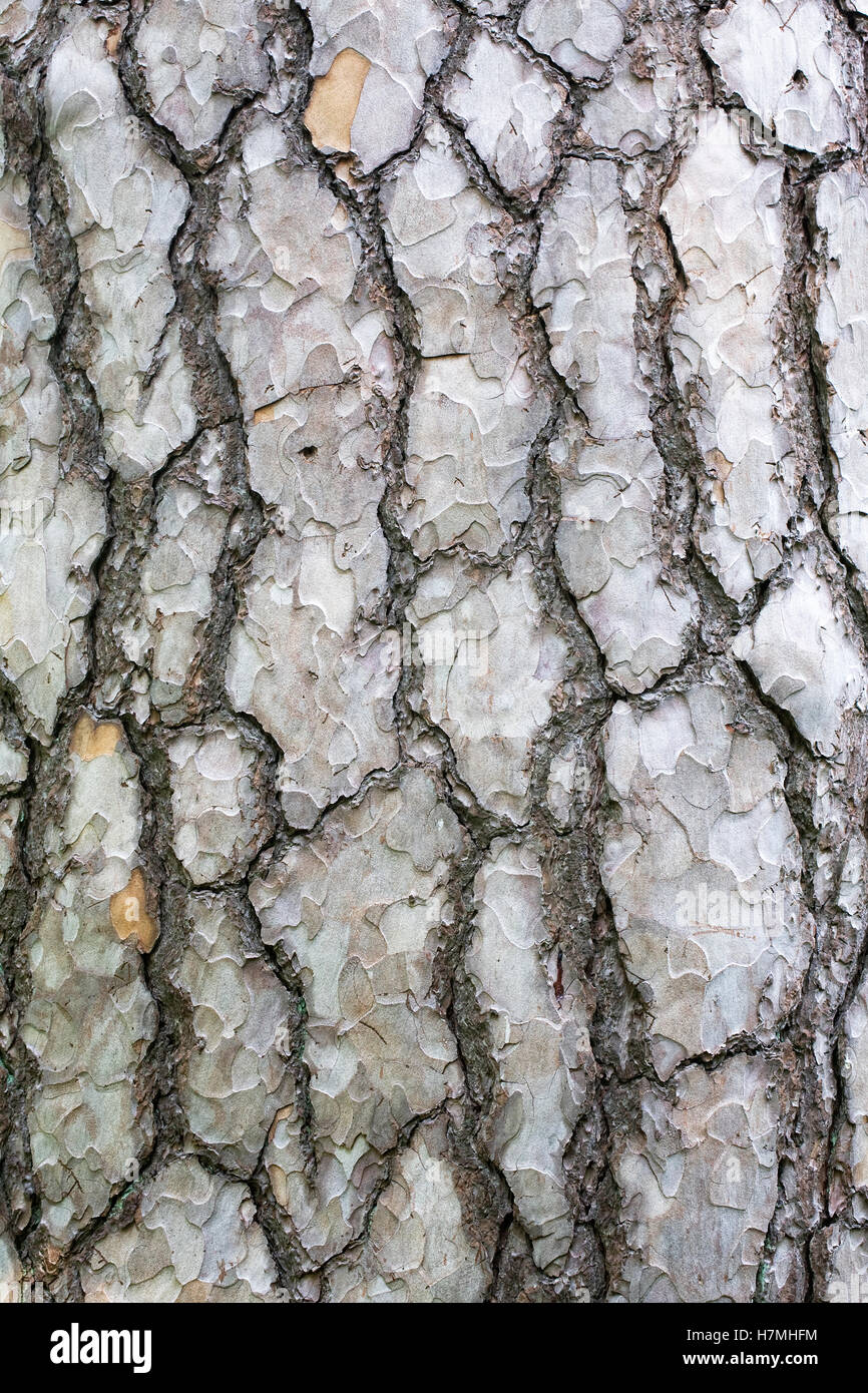 Baumrinde in der natur -Fotos und -Bildmaterial in hoher Auflösung – Alamy