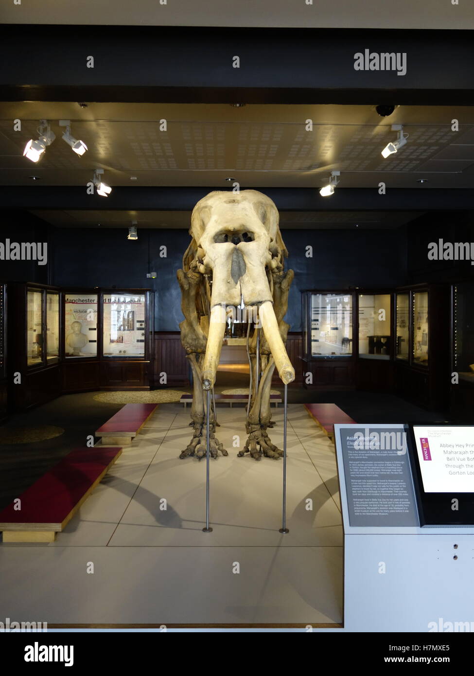 Mammut museum mammut skelett mammuthus -Fotos und -Bildmaterial in ...