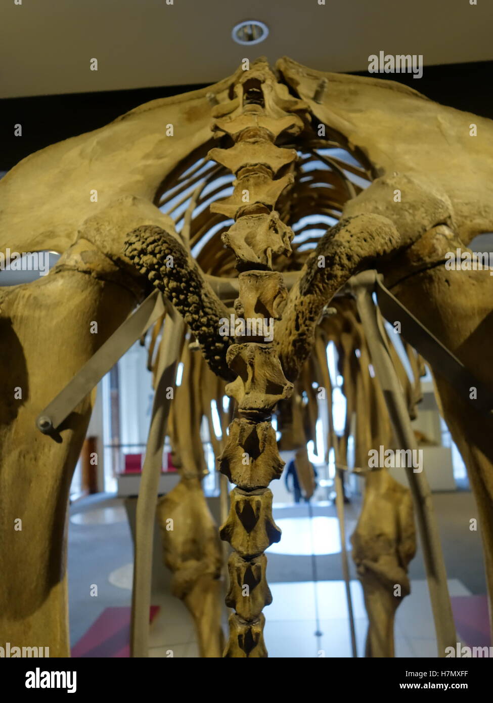 Mammut museum mammut skelett mammuthus -Fotos und -Bildmaterial in ...