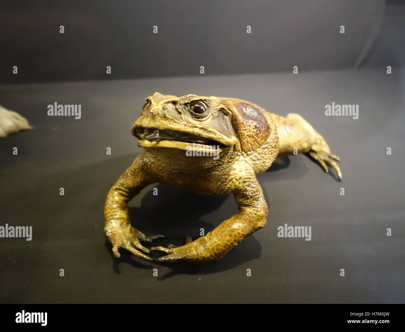 Harry Cane Stockfotos und -bilder Kaufen - Alamy