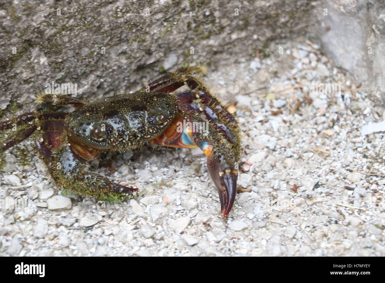 Crab position -Fotos und -Bildmaterial in hoher Auflösung – Alamy