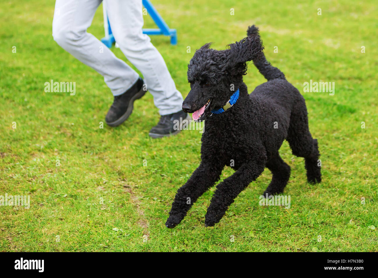 Black giant poodle -Fotos und -Bildmaterial in hoher Auflösung – Alamy