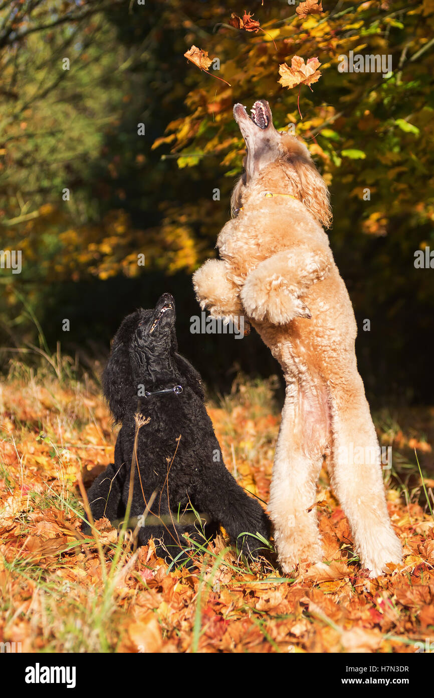 Pudel springen -Fotos und -Bildmaterial in hoher Auflösung – Alamy