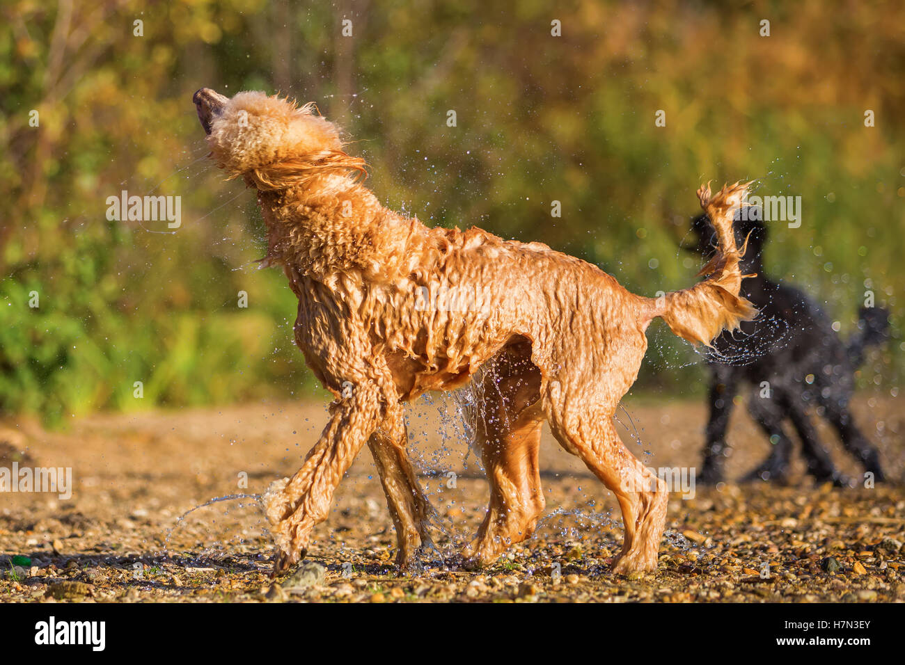 Nasser Hund Mit Ball Im Mund Stockfotos und -bilder Kaufen - Alamy