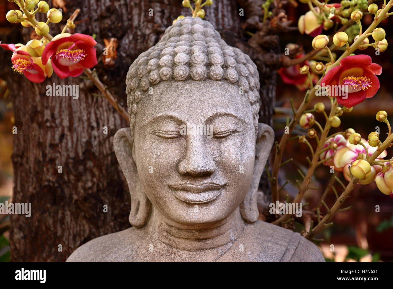 Bo baum ficus religiosa -Fotos und -Bildmaterial in hoher Auflösung – Alamy