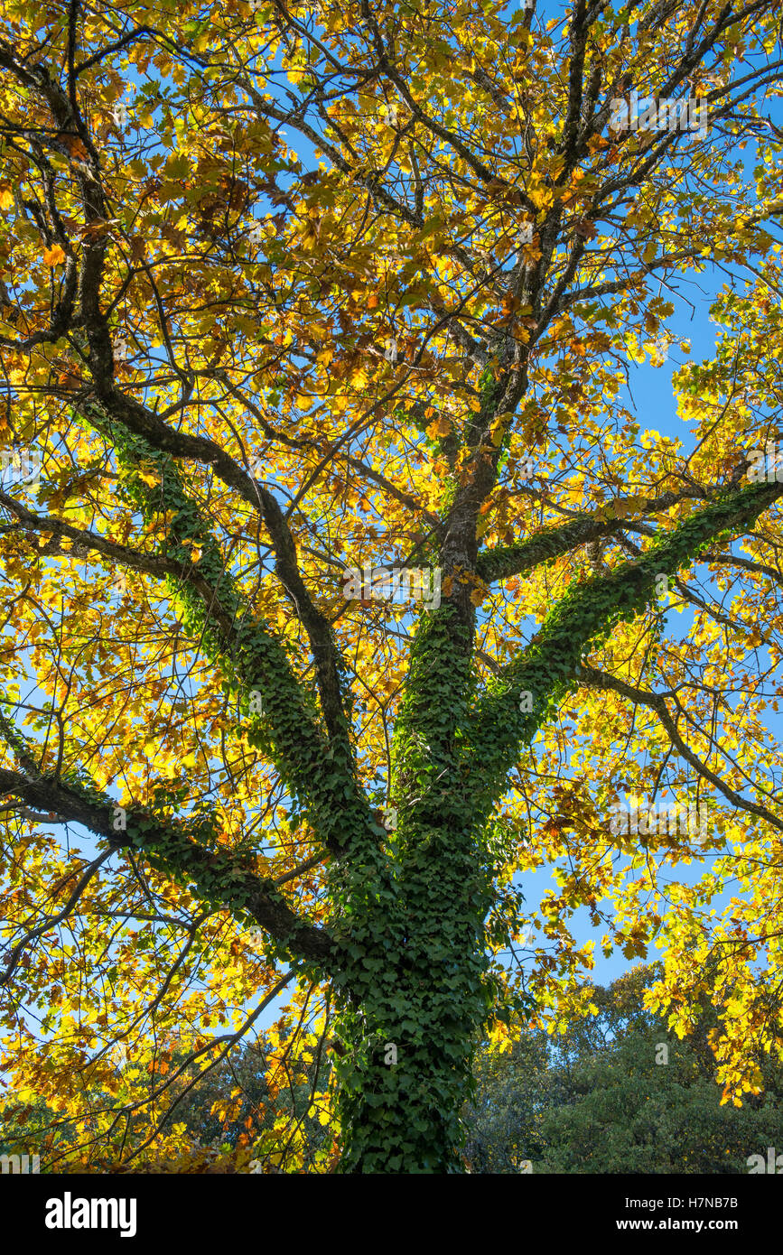 Baum klettern efeu -Fotos und -Bildmaterial in hoher Auflösung – Alamy