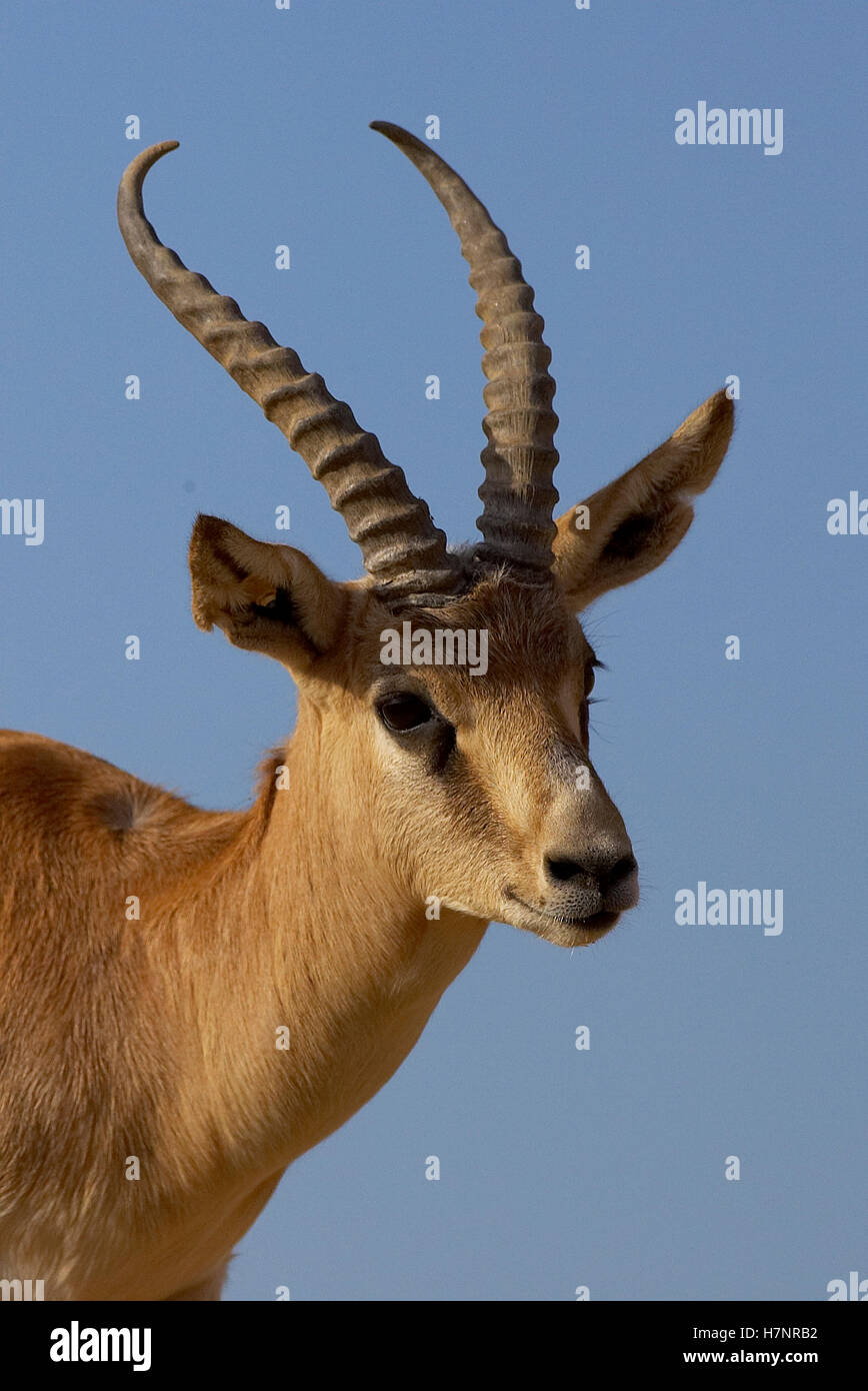 Goitered Gazelle (Gazella Subgutturosa) Porträt, bedrohte Arten stammt ...