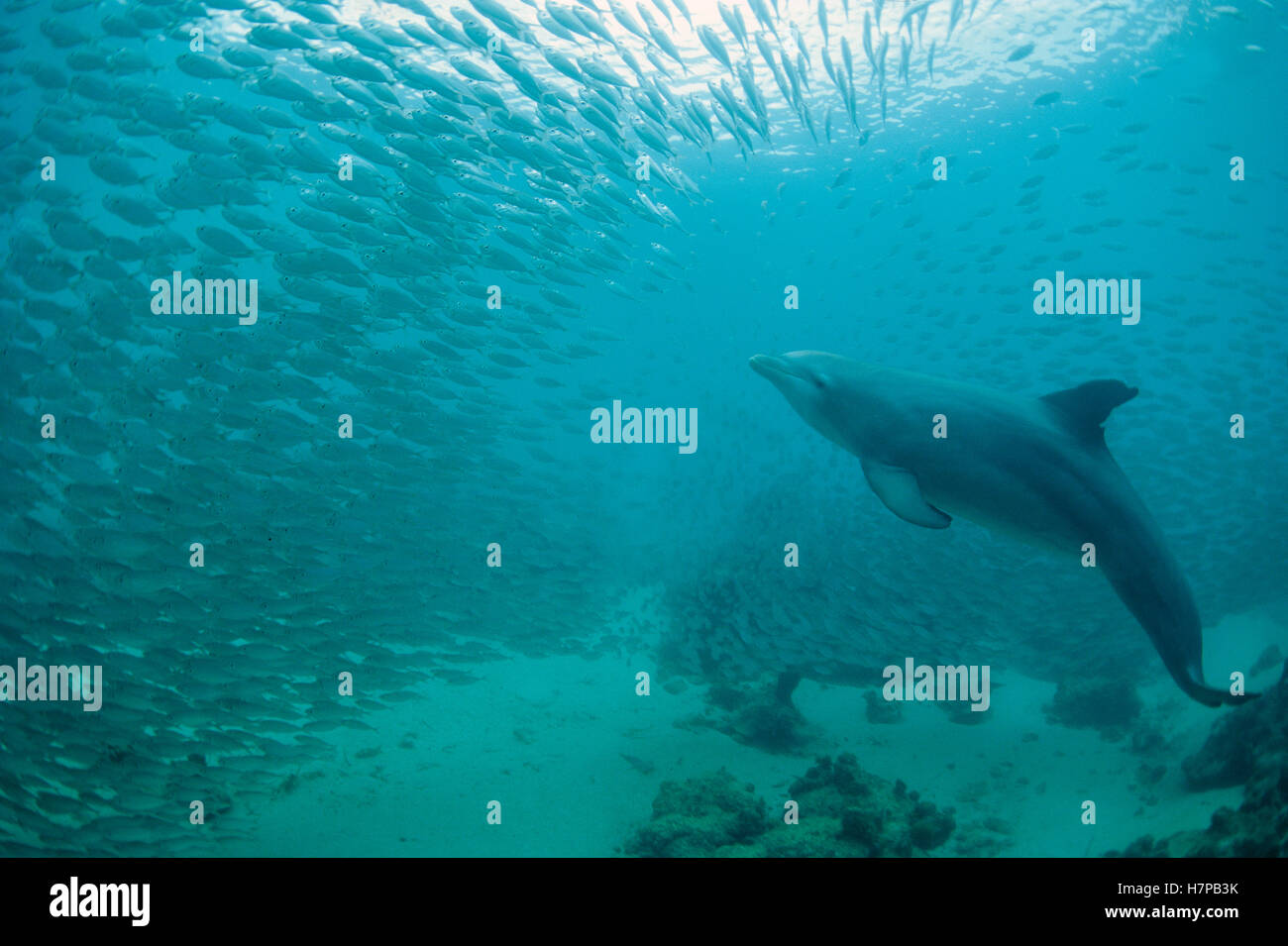 Der Große Tümmler (Tursiops Truncatus) jagt eine Schule der Köder ...