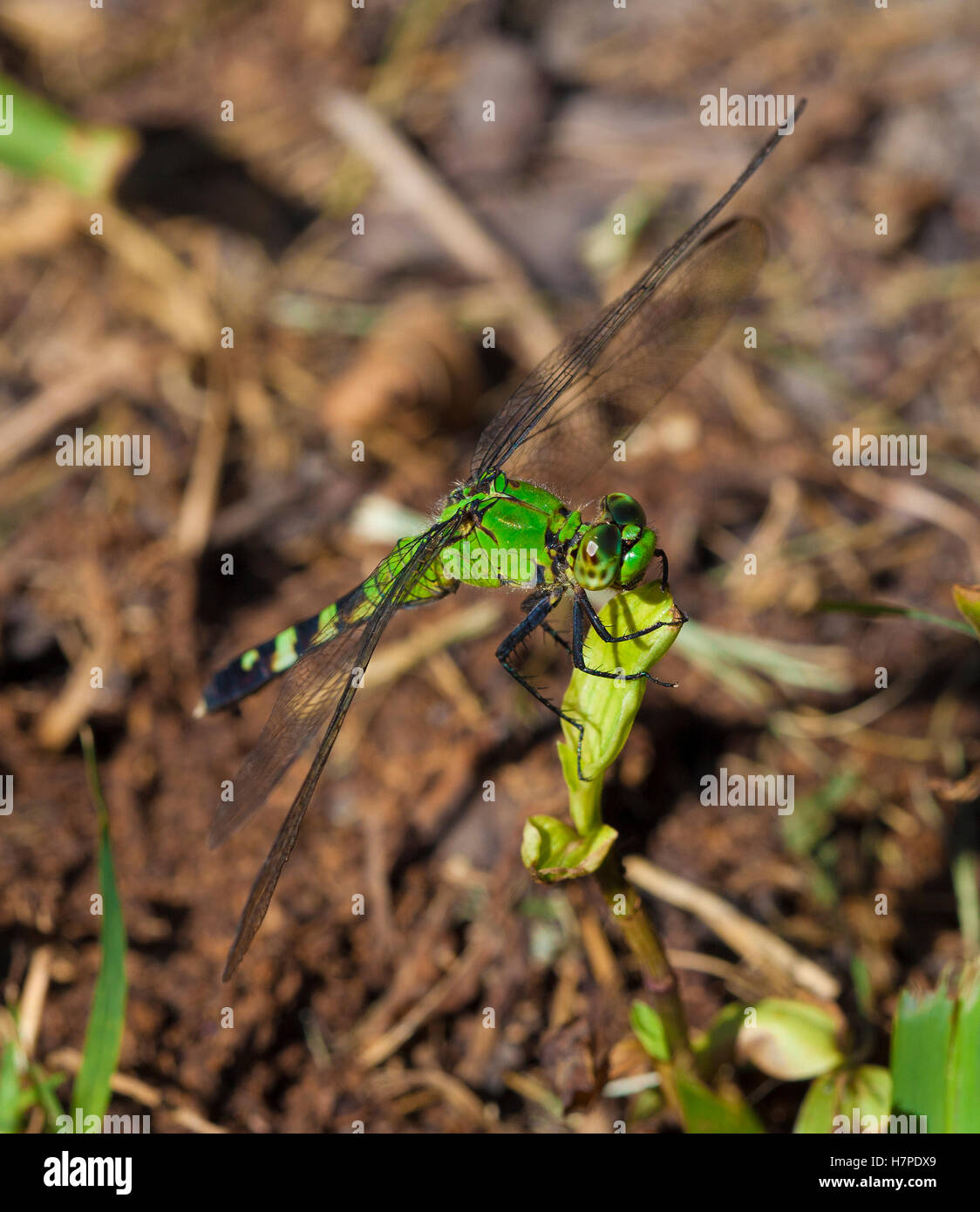 Grüne Libelle wartet eine Mücke zum Naschen Stockfotografie - Alamy