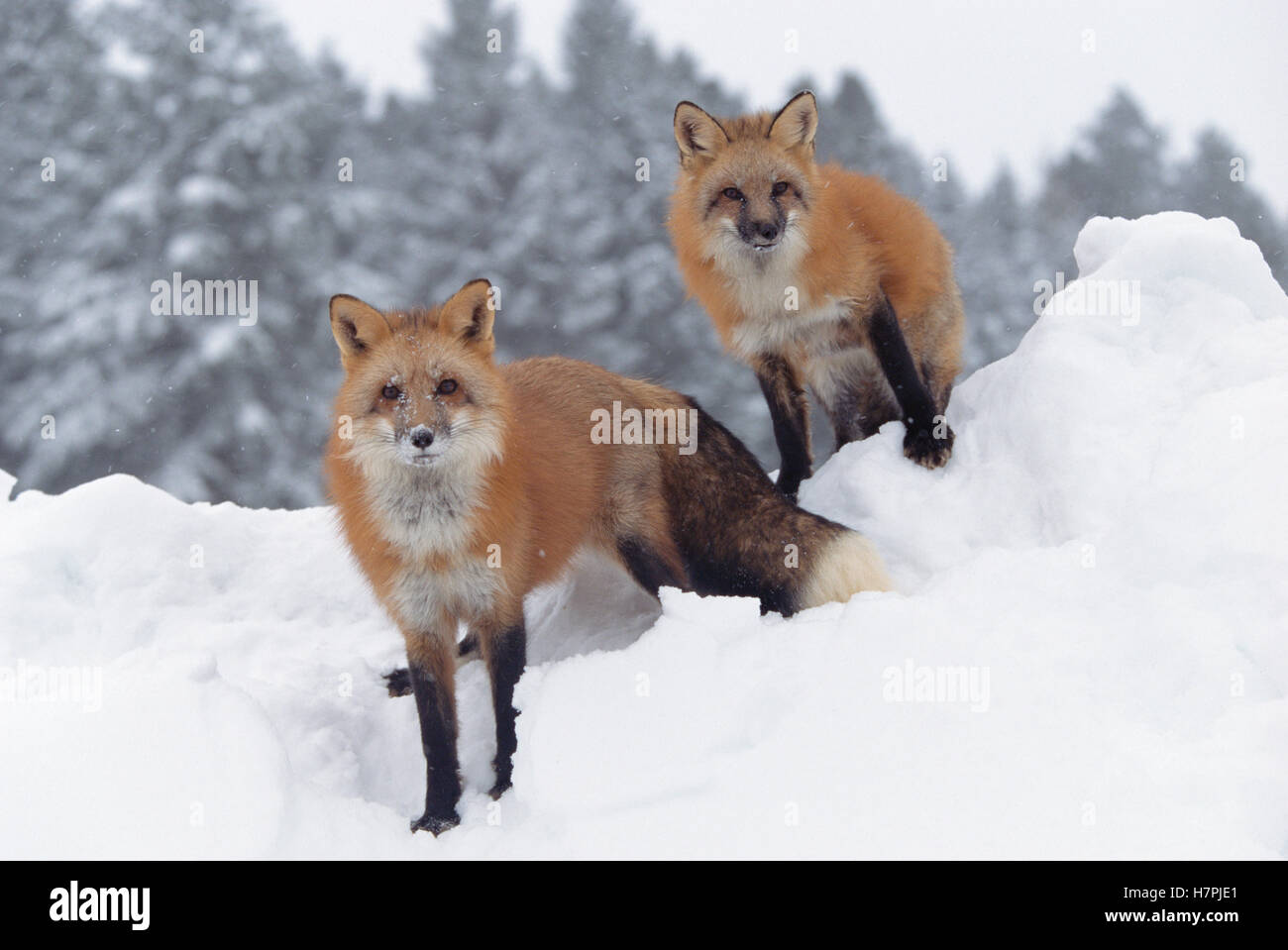 Rotfuchs vulpes vulpes kreuzphase -Fotos und -Bildmaterial in hoher ...