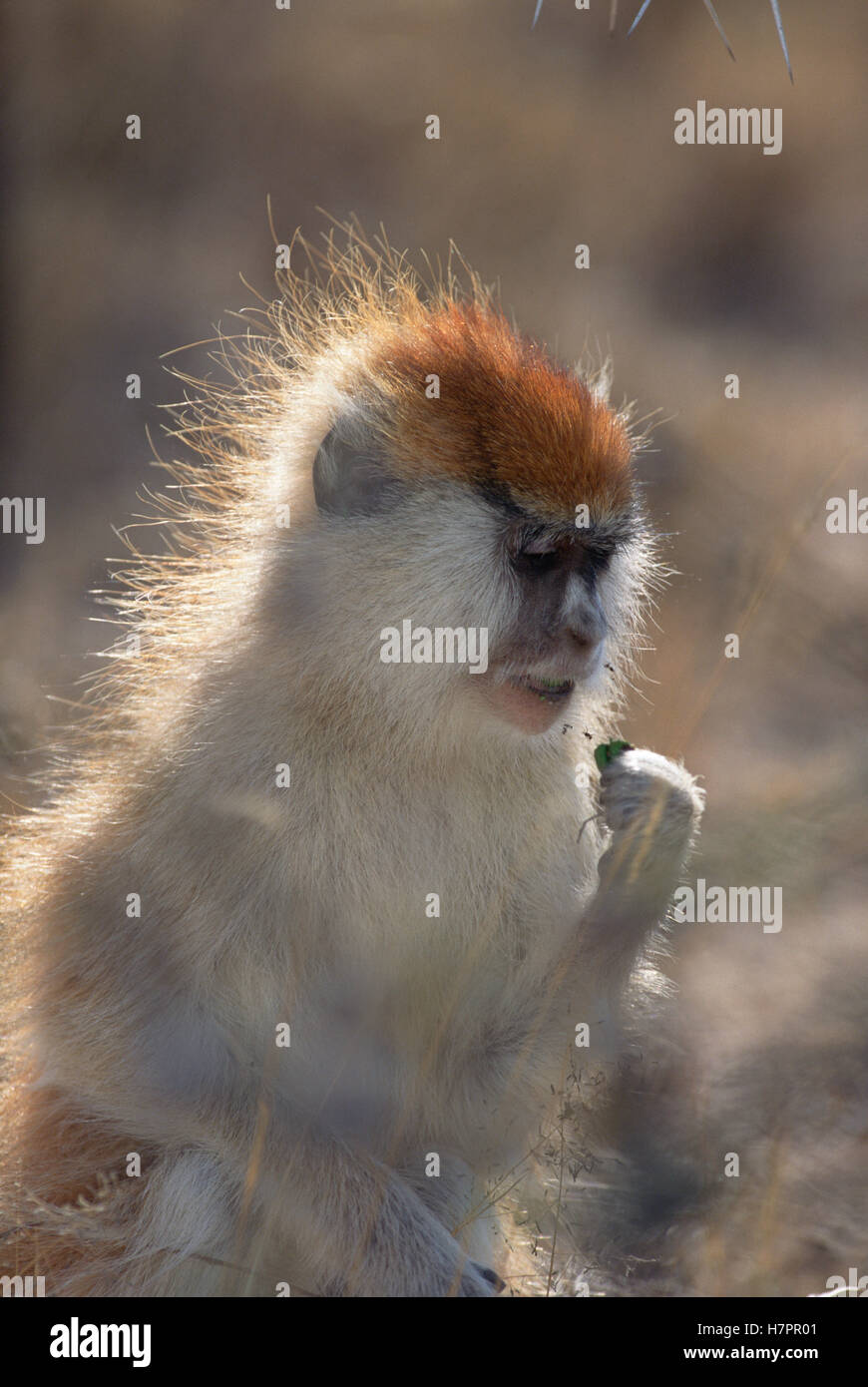Patas Affe (Erythrocebus Patas) Essen Stück Pfeifen Thorn (Acacia ...