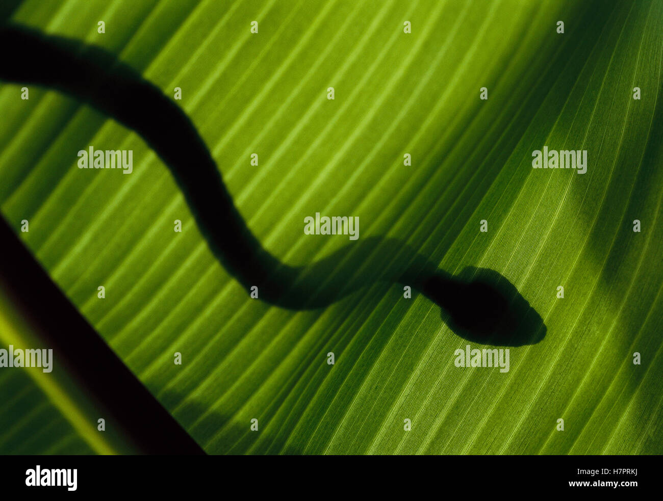 März die Palm Pitviper (Bothriechis Marchi) Silhouette der Giftschlange ...