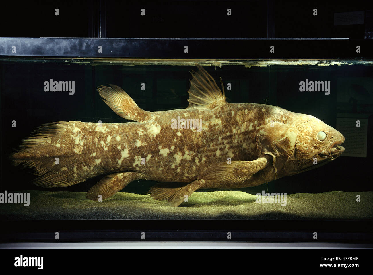 Quastenflosser (Latimeria Chalumnae) lebendes Fossil, Vorfahren der ...