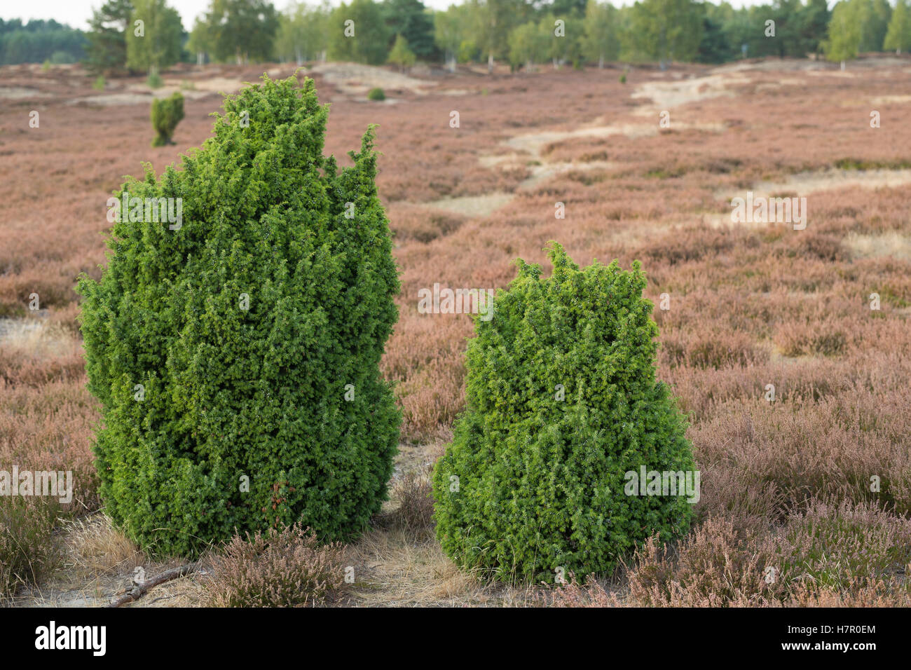 Gemeiner Wacholder, Heide-Wacholder, Heidewacholder, Juniperus Communis ...