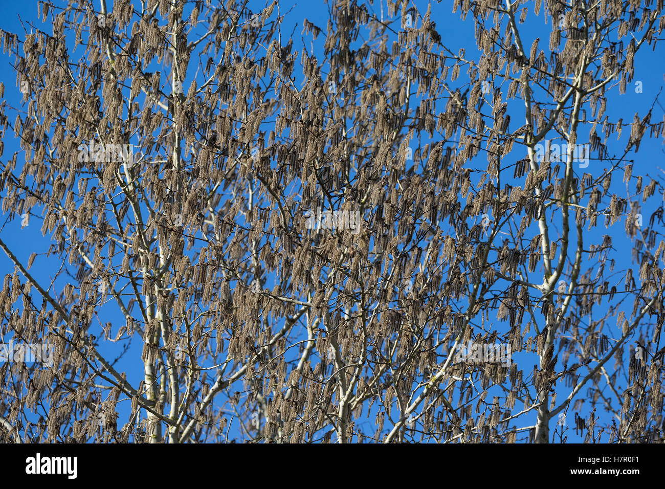 Zitterpappel, Zitter-Pappel, Pappel, Espe, Blüte, Blüten, Kätzchen ...