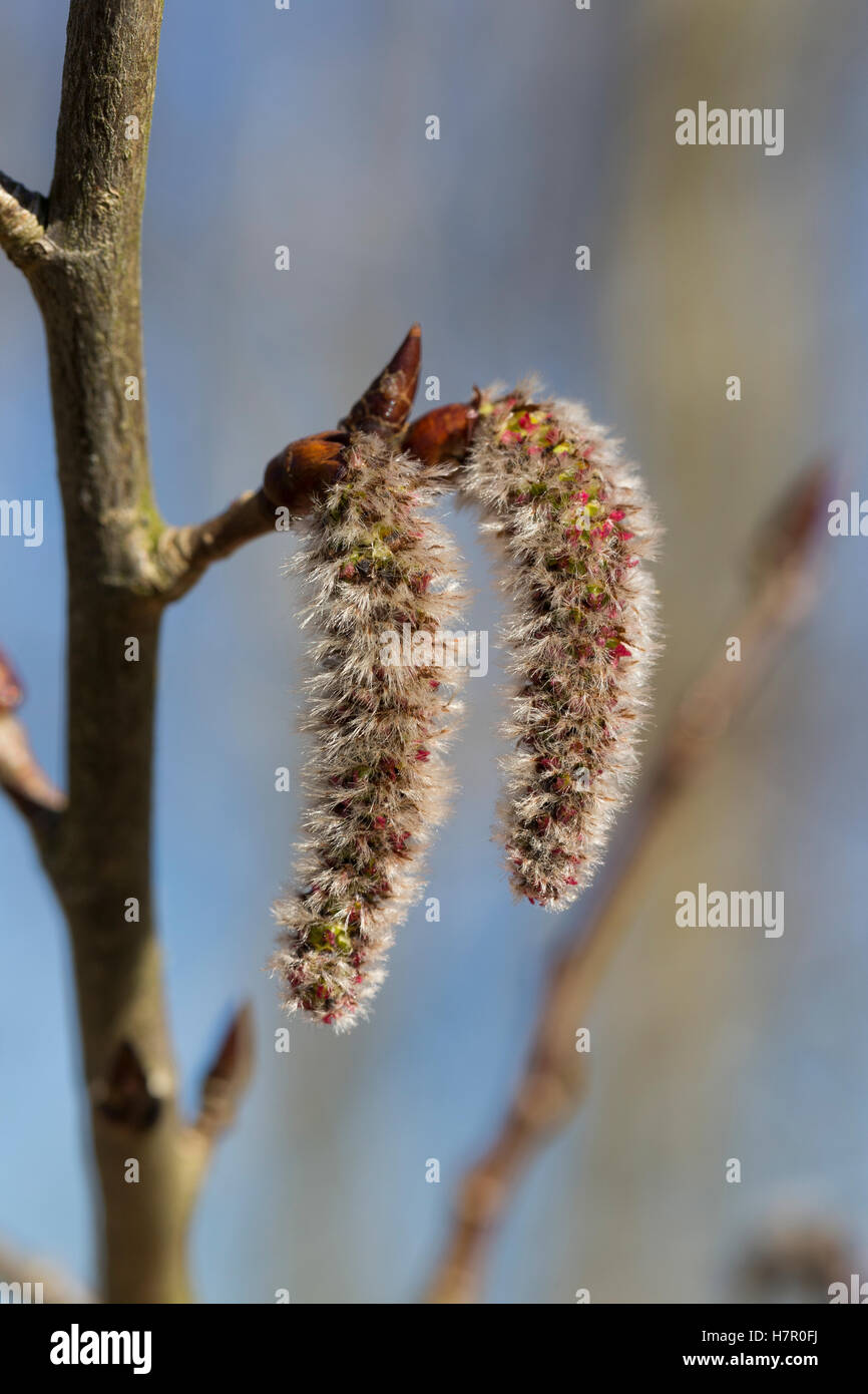Baum pappel -Fotos und -Bildmaterial in hoher Auflösung – Alamy