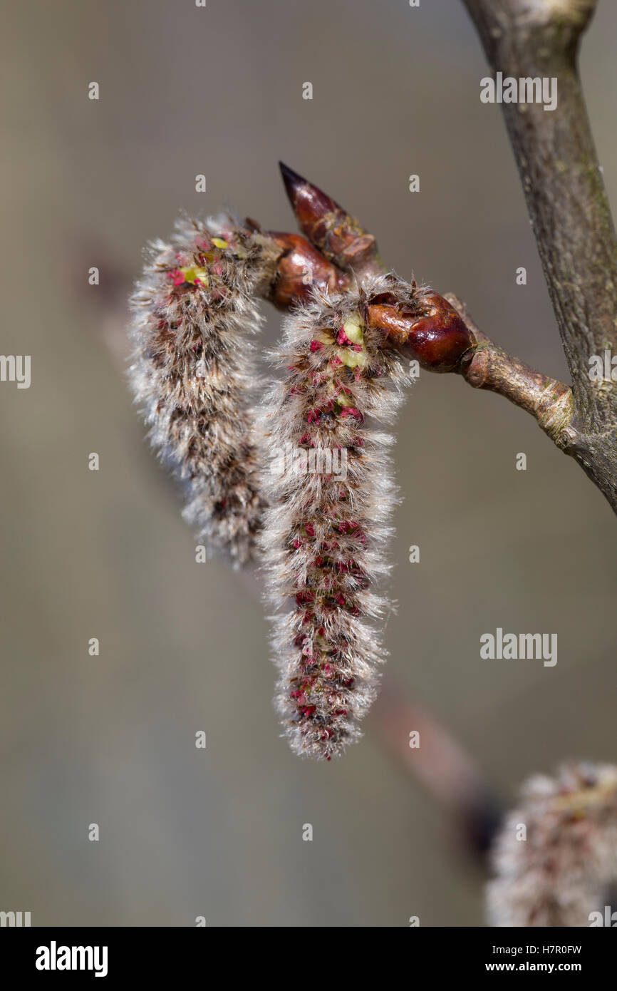 Zitterpappel, Zitter-Pappel, Pappel, Espe, Blüte, Blüten, Kätzchen ...