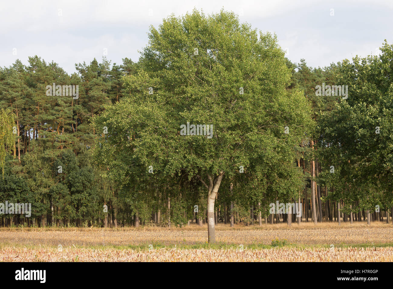 Zitter-Pappel, Pappel, Espe, Zitterpappel, Habitus, Populus Tremula ...