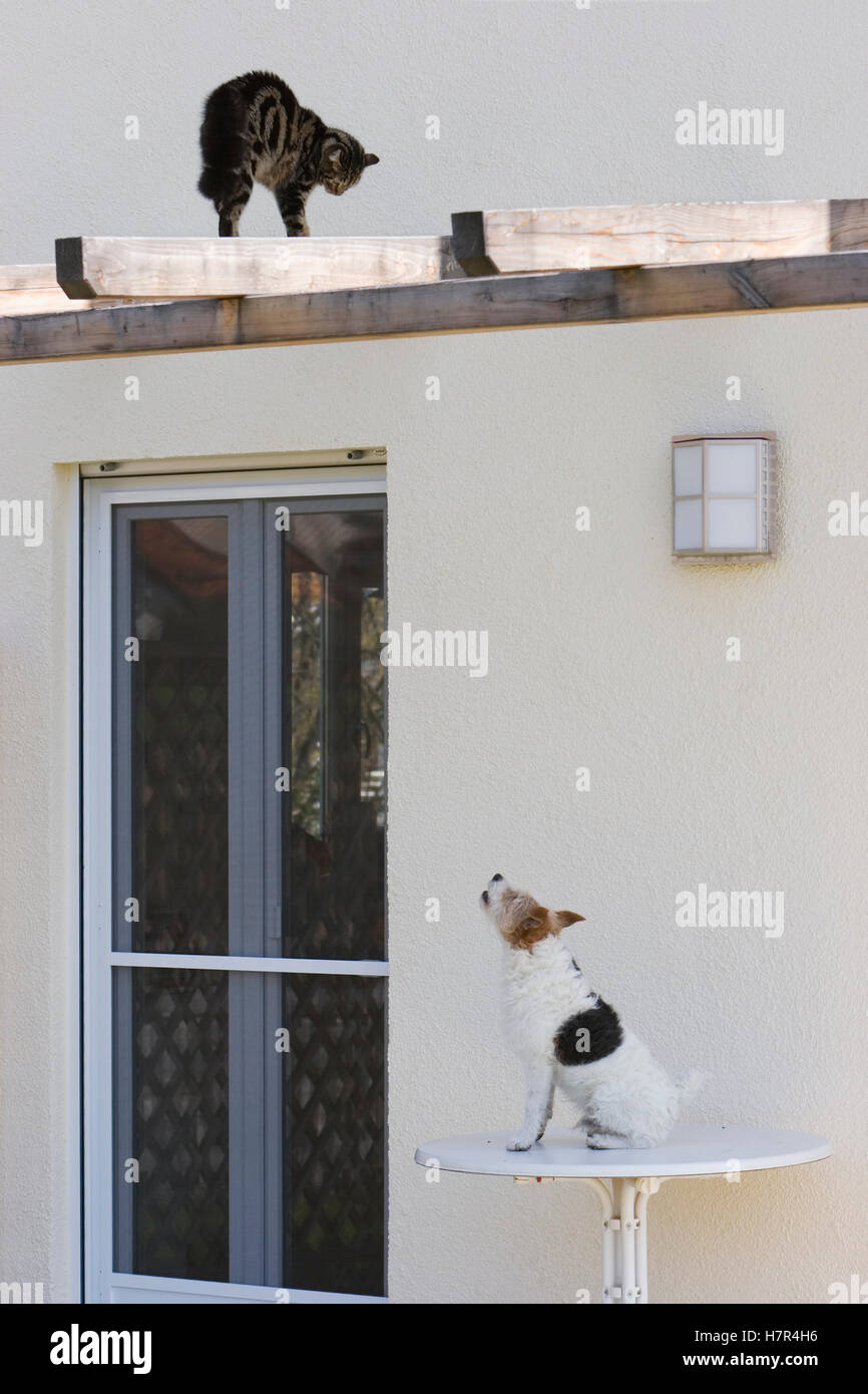 Hauskatze (Felis Catus) am Dach des Hauses, die Flucht ein Haushund ...