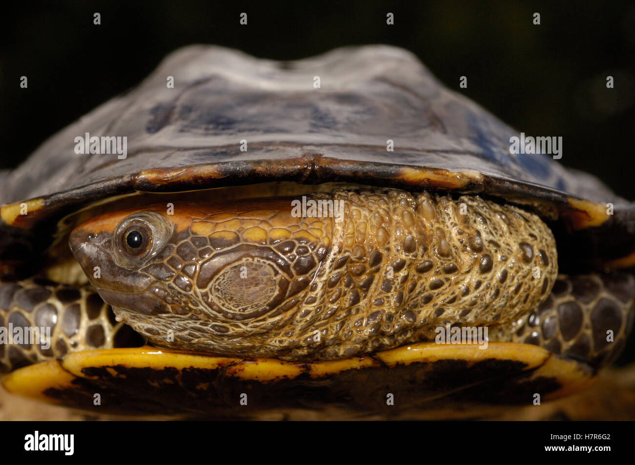 Twist-Neck Turtle (Platemys Platycephala) mit Anhängseln gezeichnet in ...